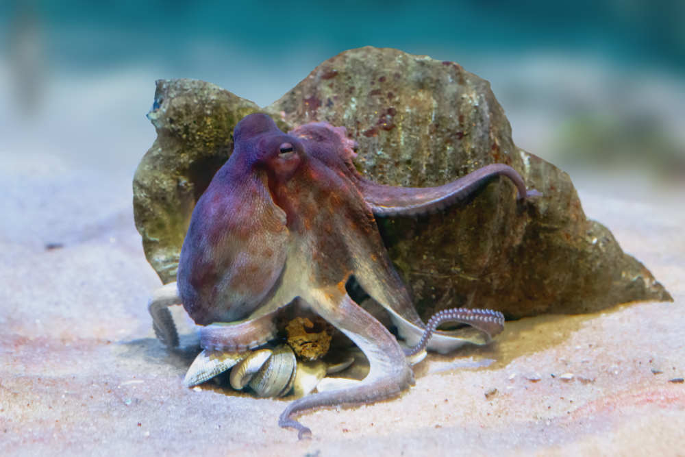 OCTOPUS Act To Ban Octopus Farming Gets 100 Scientists’ Signatures ...