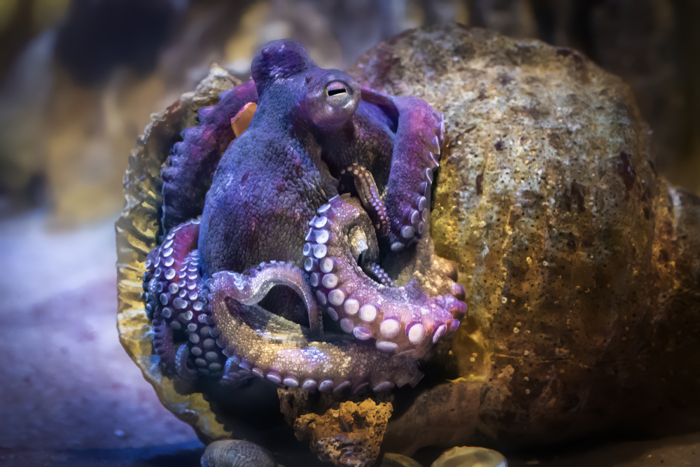 OCTOPUS Act To Ban Octopus Farming Gets 100 Scientists’ Signatures ...