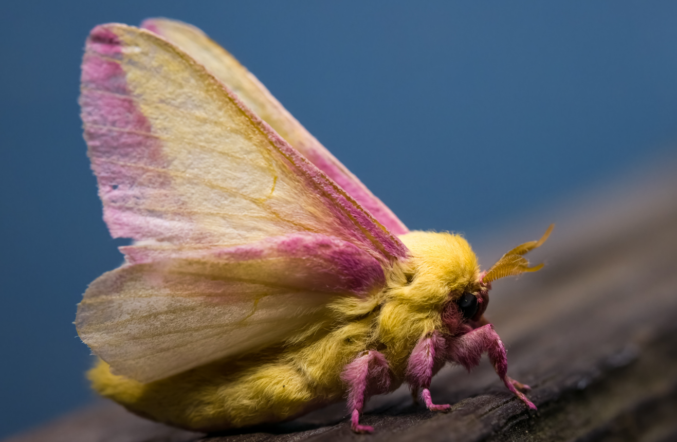 Rosy Maple Moth: The Pink And Yellow Dazzler Of North America's Forests ...