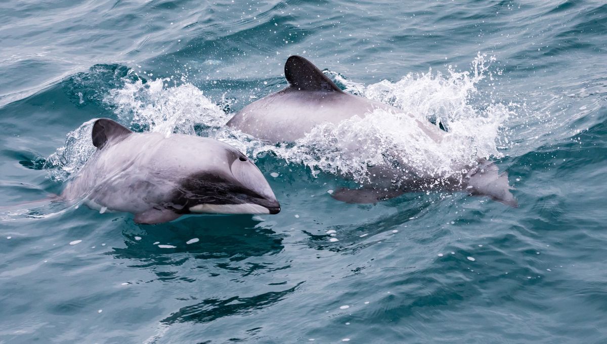 Meet Hector’s Dolphins, One Of The Smallest Dolphin Species In The ...