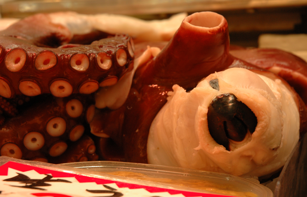 All Octopuses Are Venomous, So How Are They Using It? | IFLScience