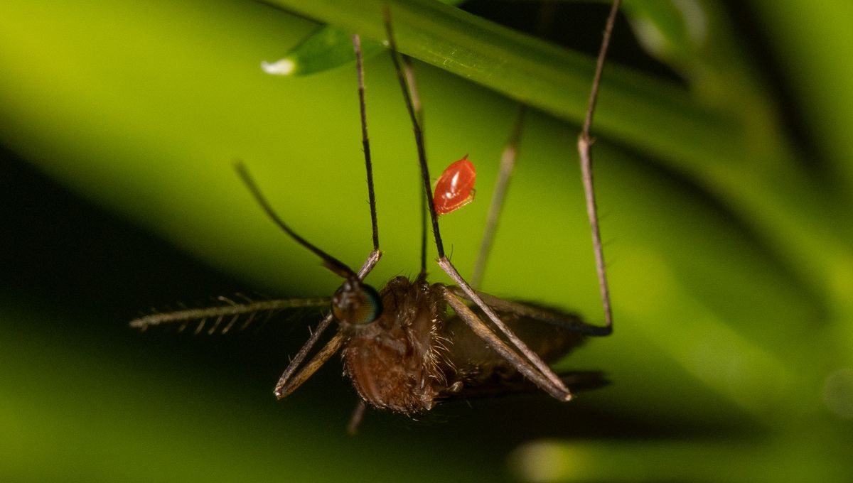 New Hampshire Resident Dies After Catching Rare Mosquito-Borne Virus ...