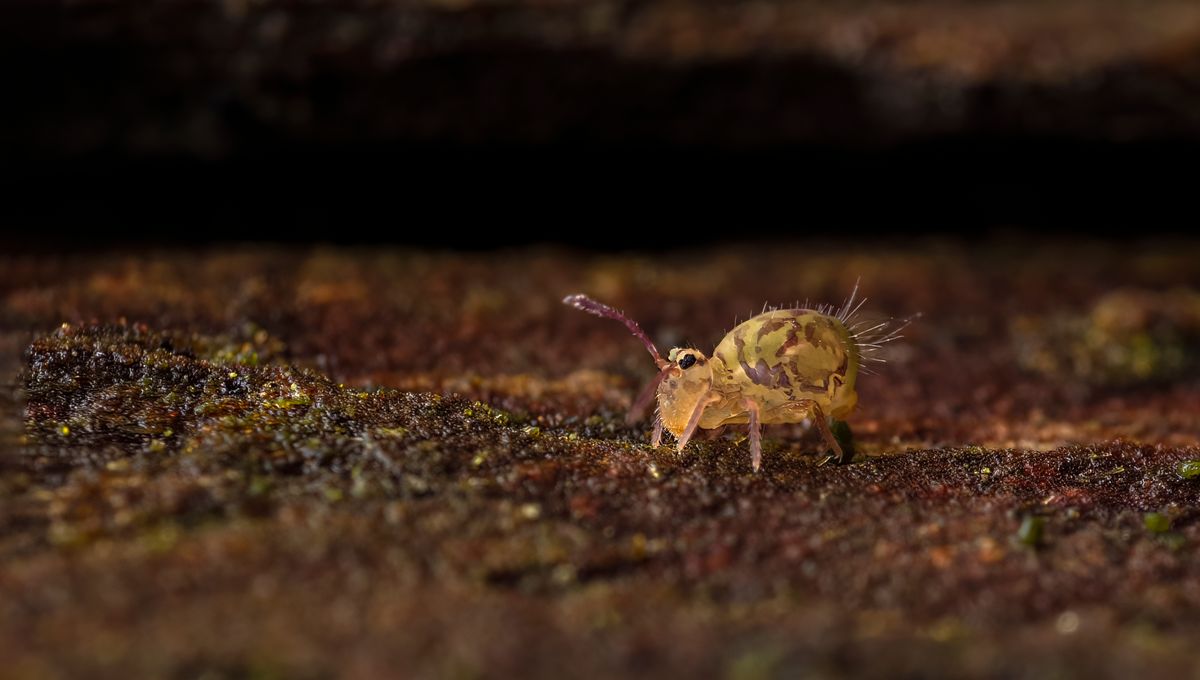 Springtails Backflip More Than 60 Times Their Body Height Into The Air ...