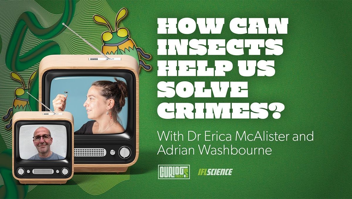 How Can Insects Help Us Solve Crimes? | Video | IFLScience