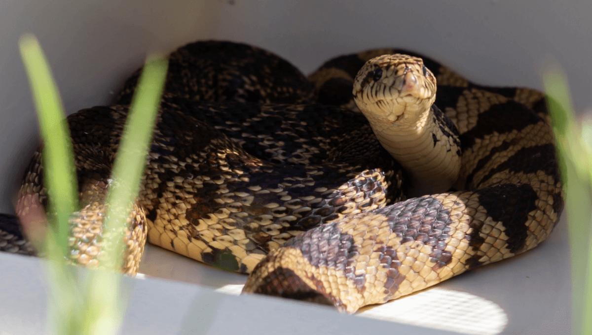 World-First Snakelets Born At Memphis Zoo Using Cryopreserved Sperm ...