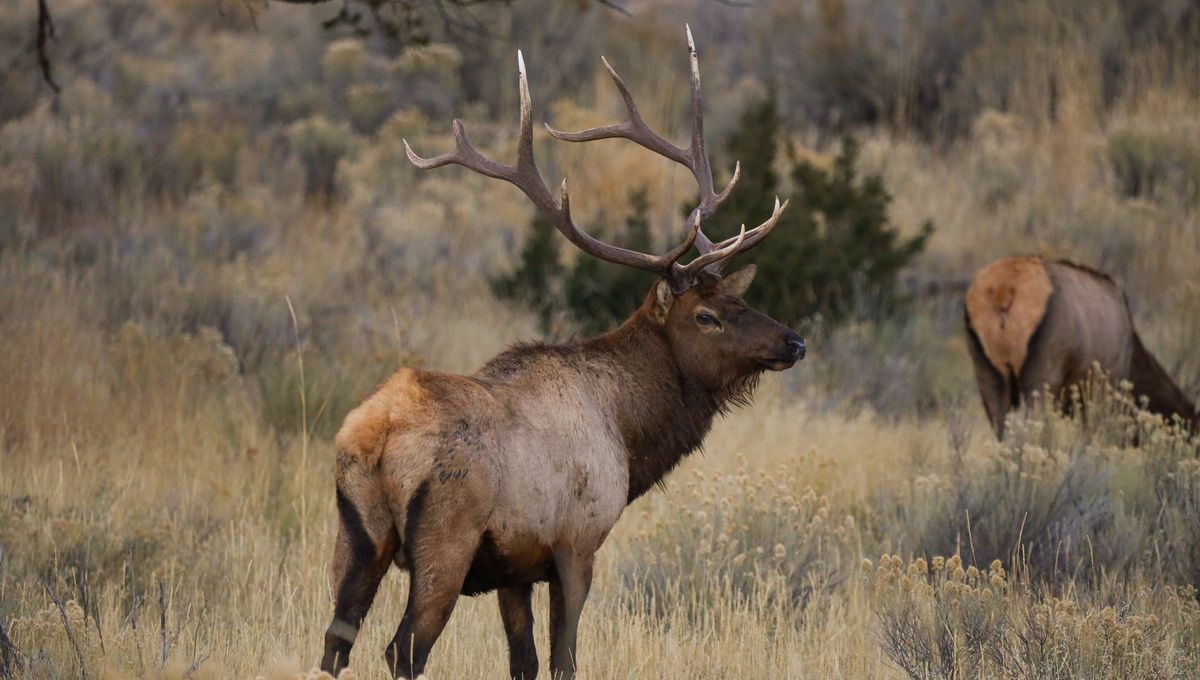 Officials Warn Yellowstone Visitors To Stay Away From Elk | IFLScience