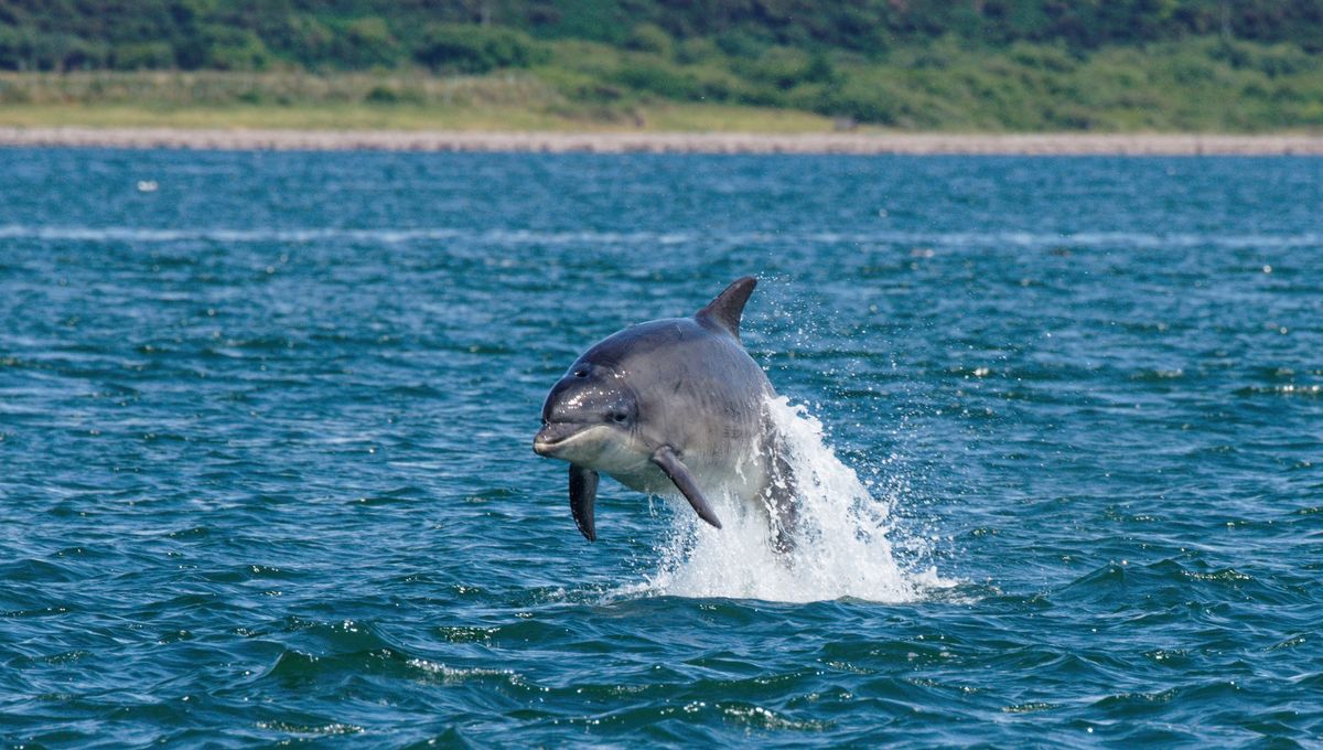 Does King Charles III Really Own All The Dolphins? | IFLScience