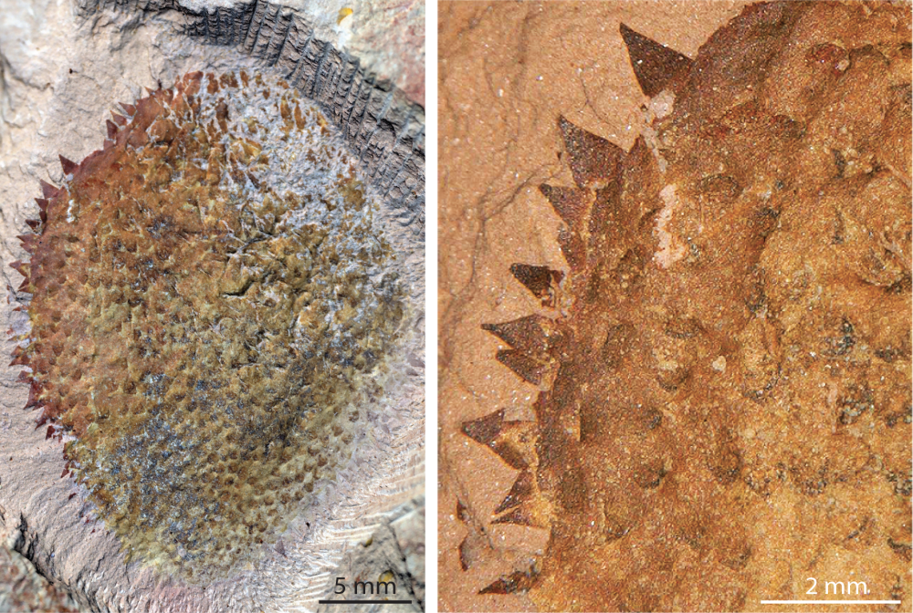 Prehistoric Slugs? 500-Million-Year-Old Spiny Slug Paints A Peculiar ...