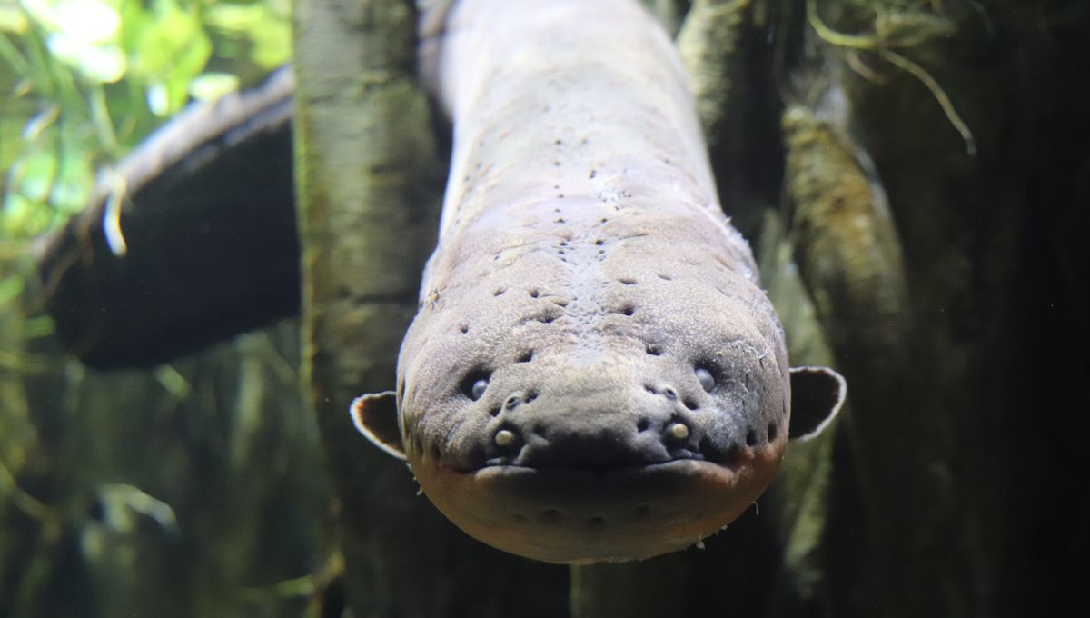 The Science Of Electric Eels: How Do They Generate Electricity To Hunt ...