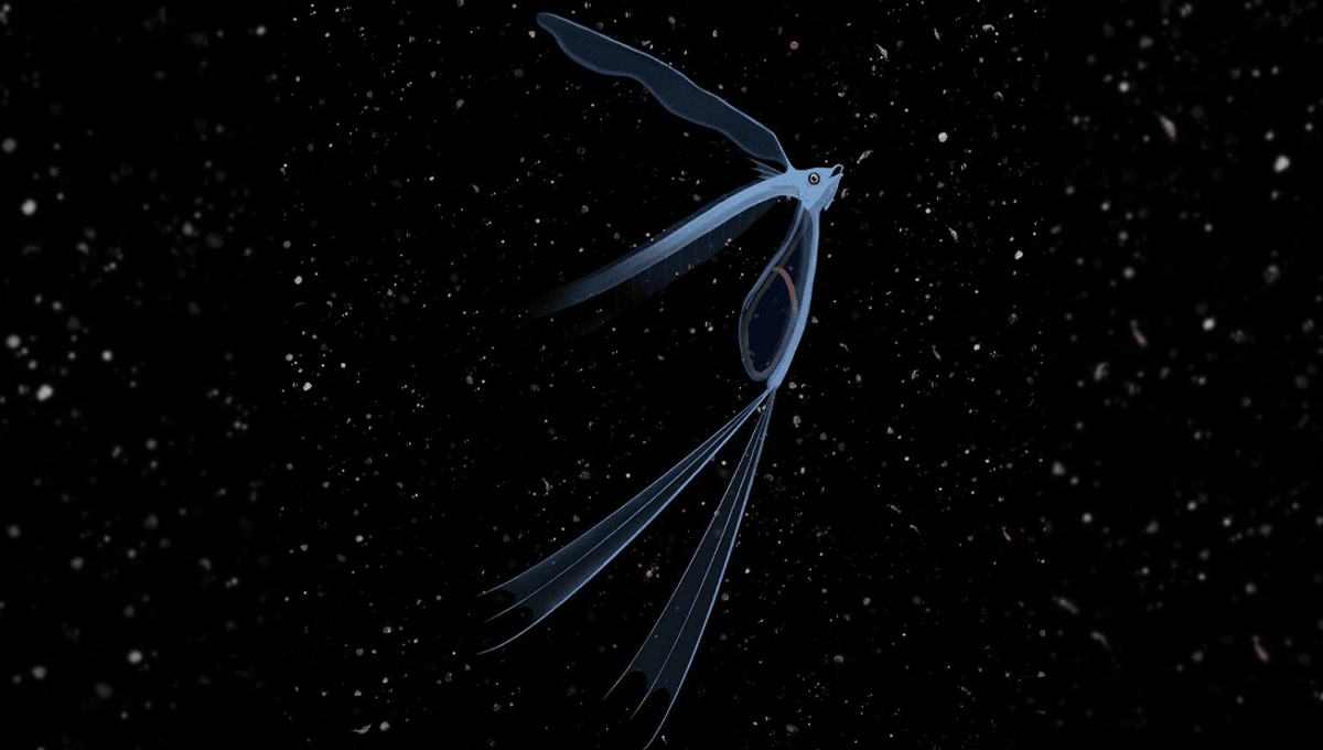 This 50-Million-Year-Old Fish Has Had Scientists Stumped For 200 Years ...