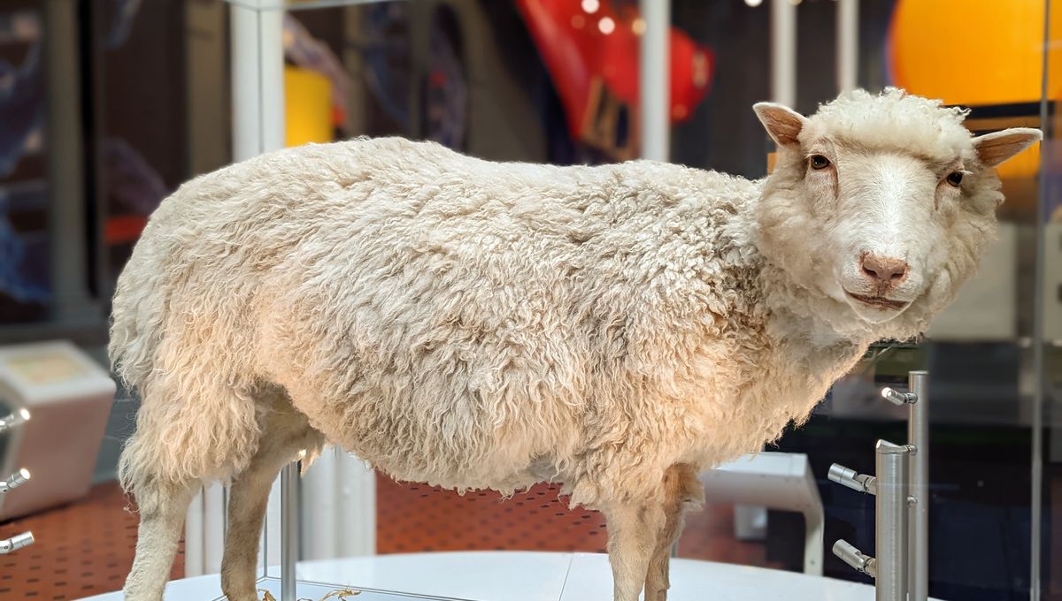 Humans First Cloned A Mammal Back In 1996 | IFLScience