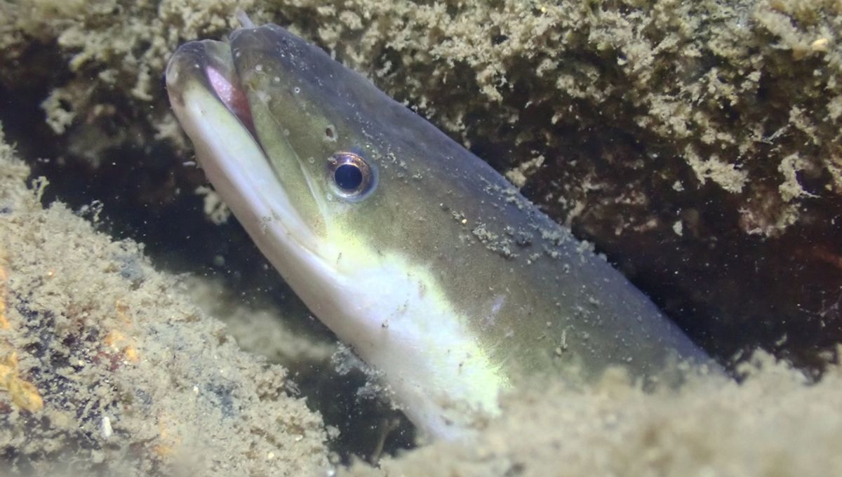Watch An Eel Escape "Alien"-Style From The Stomach Of A Dark Sleeper ...