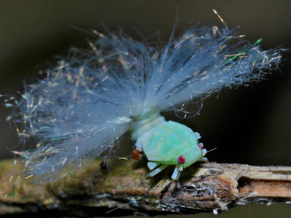 You Are Not Ready For The Wacky Waxy Displays Of Planthopper Nymphs ...