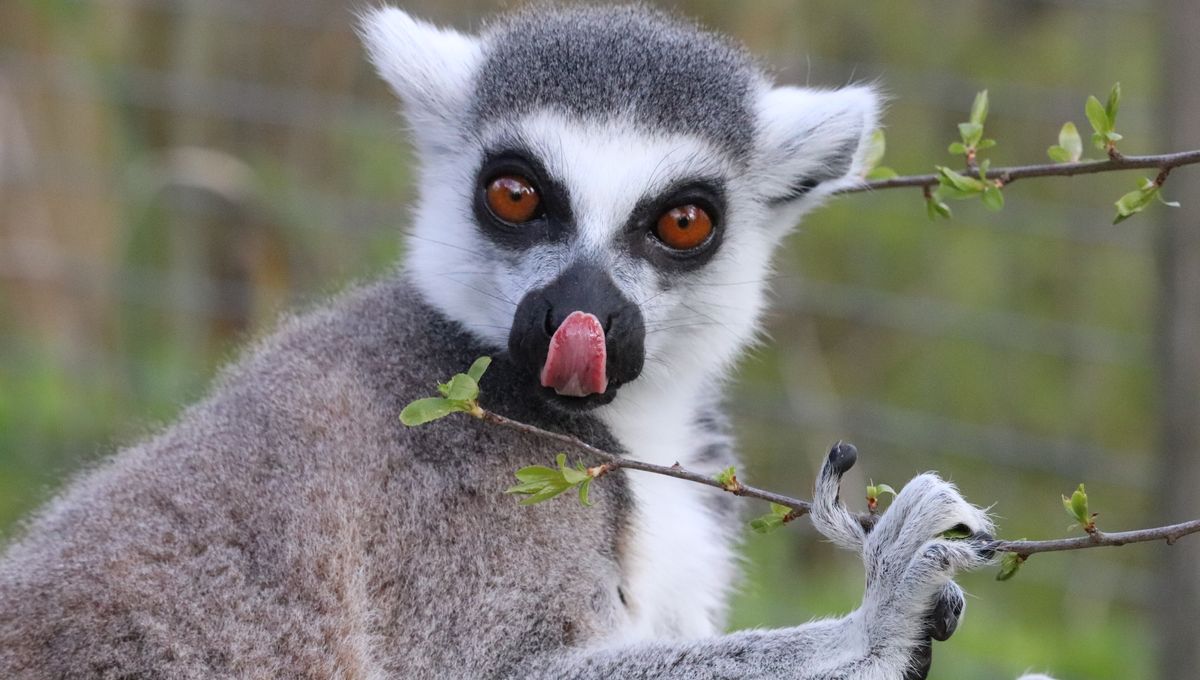 Yes, Lemurs Really Do Have Two Tongues – But Why? | IFLScience
