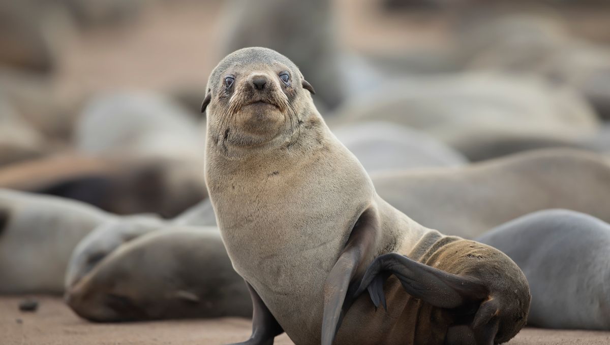 World's First Serious Rabies Outbreak In Marine Mammals As Cape Fur ...