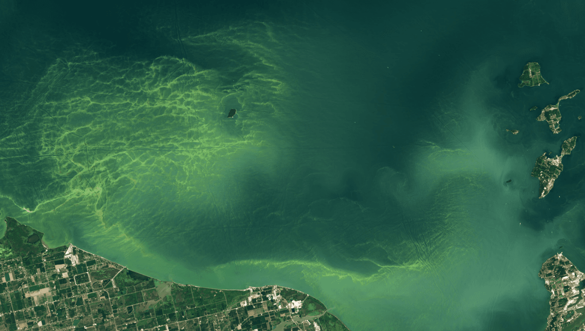 Great Lake In North America Turns A Lively Green Due To Toxic Algae ...