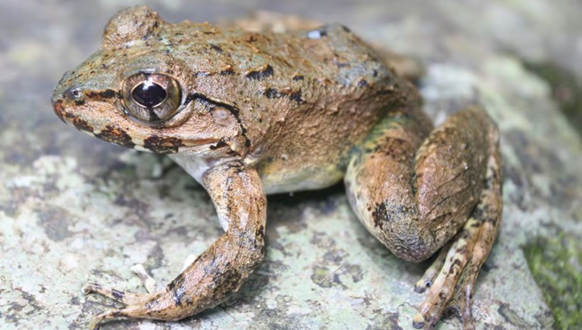 New Fanged Fighting Frog Species Found Hopping About In The Philippines ...