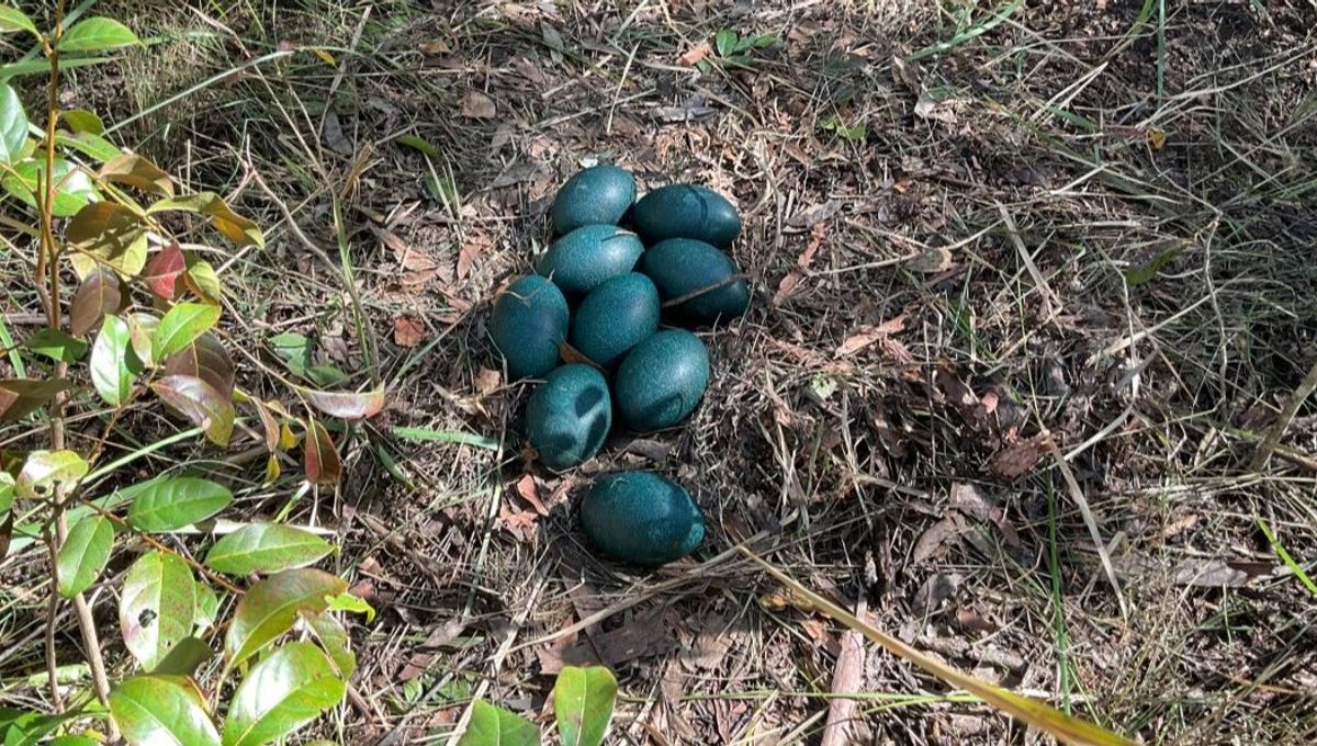 Some Of The World’s Rarest Eggs Found In Australian State Forest ...