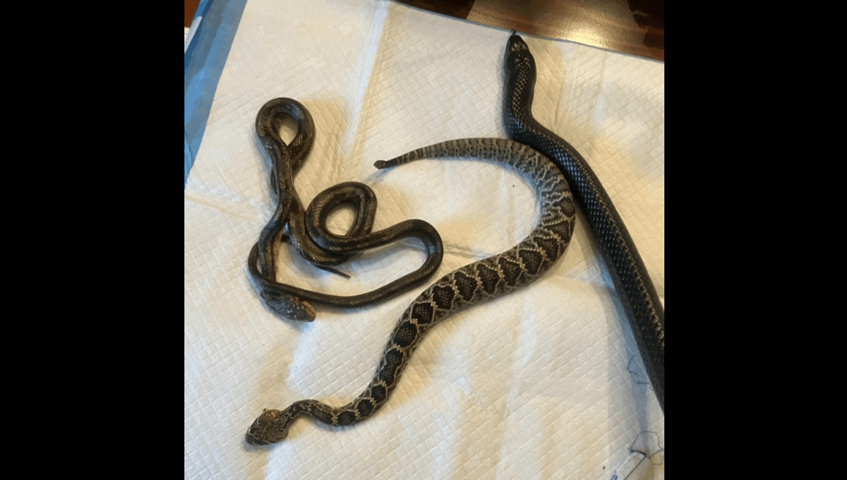 An Indigo Snake Vomited Up Two Snakes, One Came Out Alive | IFLScience