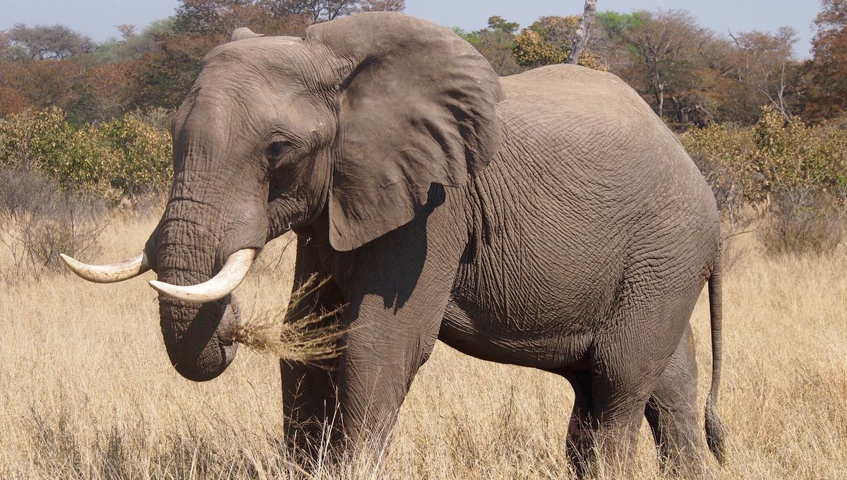 Zimbabwe Government Orders First Elephant Cull In Nearly 40 Years ...