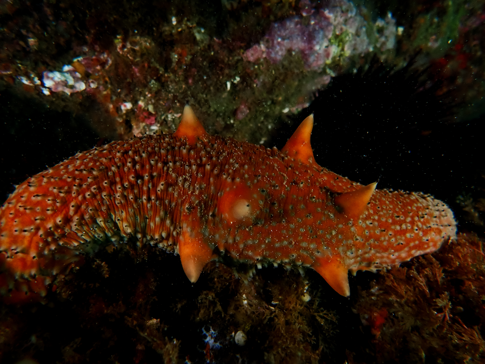 Fabulous Flailing "Spanish Shawl" Sea Slug Spotted On Marine Expedition ...