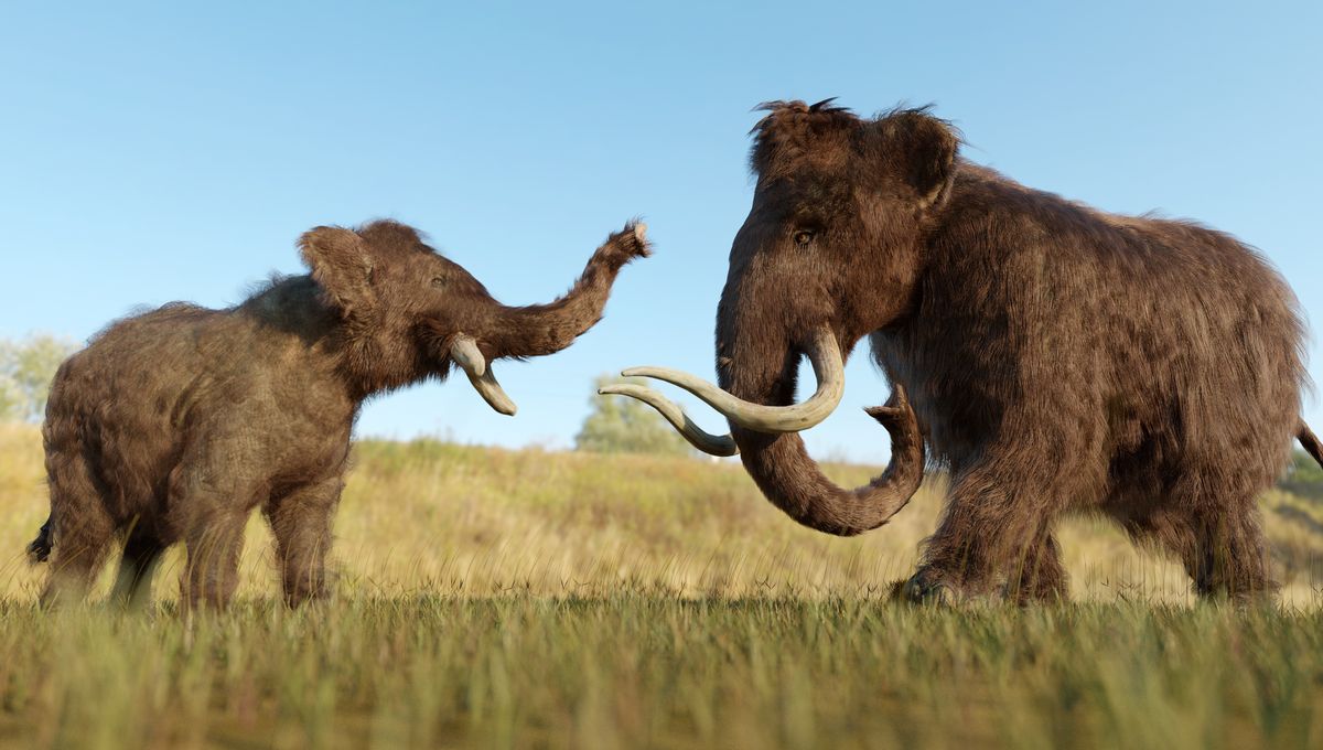 Hay Fever Helped To Wipe Out Mammoths In Post-Ice Age Ecosystem, Study ...