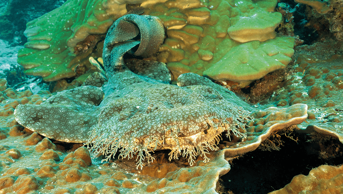 Tasselled Wobbegongs: Camouflaged Carpet Sharks Of Coral Reefs | IFLScience