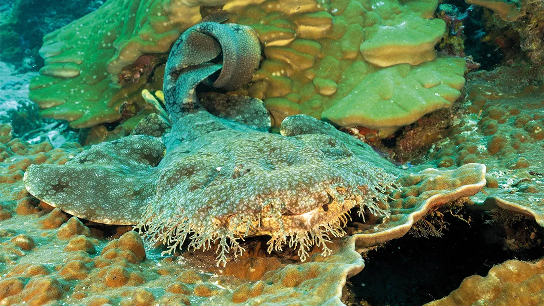 Wobbegong Bitesize Science