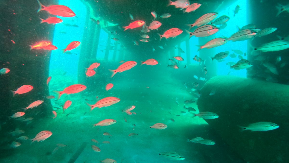 Two Railcars Were Dumped Off The US Atlantic Coast – And Marine Life ...