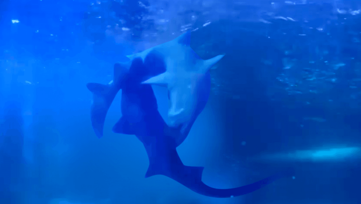 Rare Footage Shows Sharks Courting Each Other And It Does Not Look Like ...