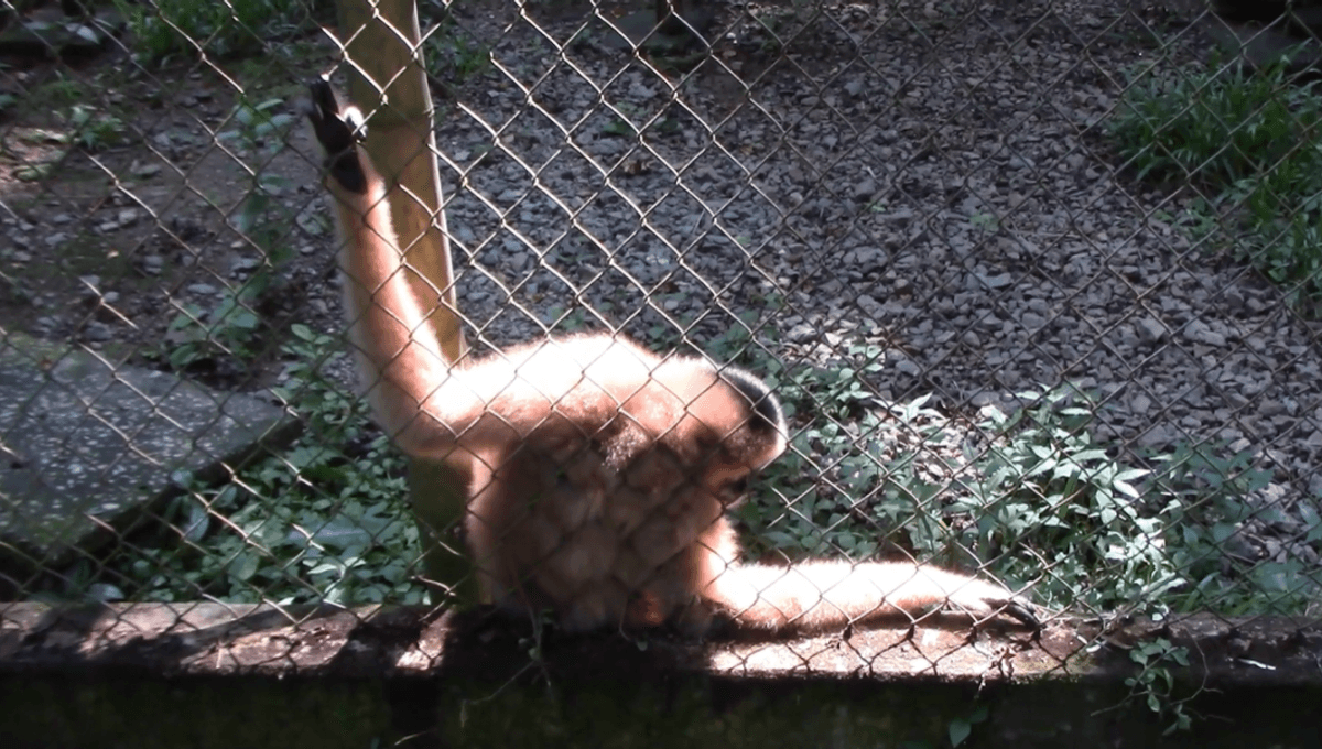 Female Gibbons Perform Something Between "A Robot Dance And Vogueing ...