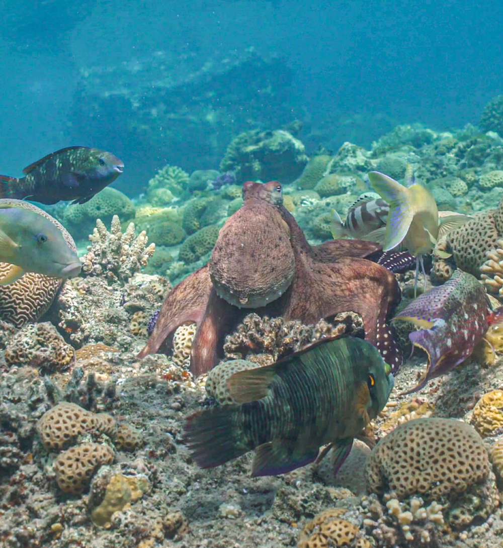 Octopuses Form Hunting Packs With Fish, But Sometimes Sucker-Punch ...