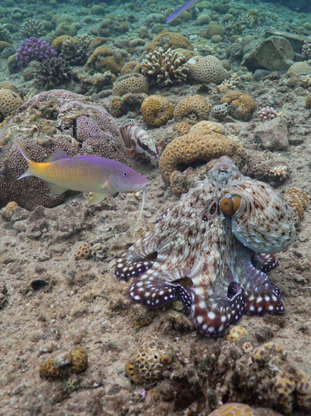 Octopuses Form Hunting Packs With Fish, But Sometimes Sucker-Punch ...