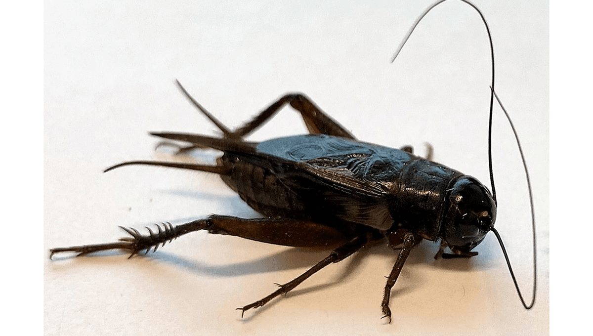 Male Crickets More Likely To Try To Woo Other Males When Well-Fed ...