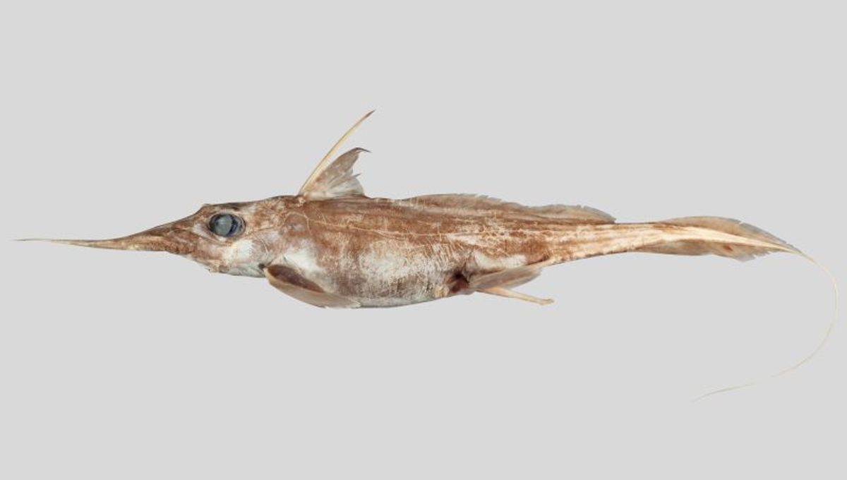 New “Ghost Shark” Species Lurks In Deep Seas Of Australia And New ...