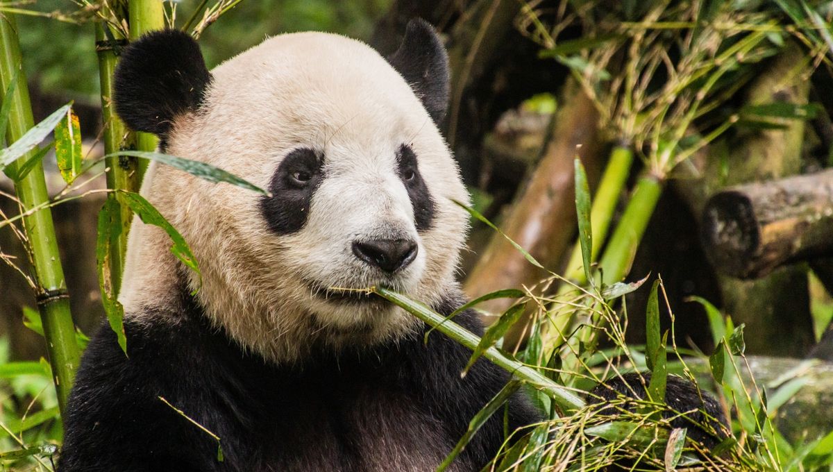 "Beautiful" Giant Panda Stem Cells Could Be The Key To Saving The ...
