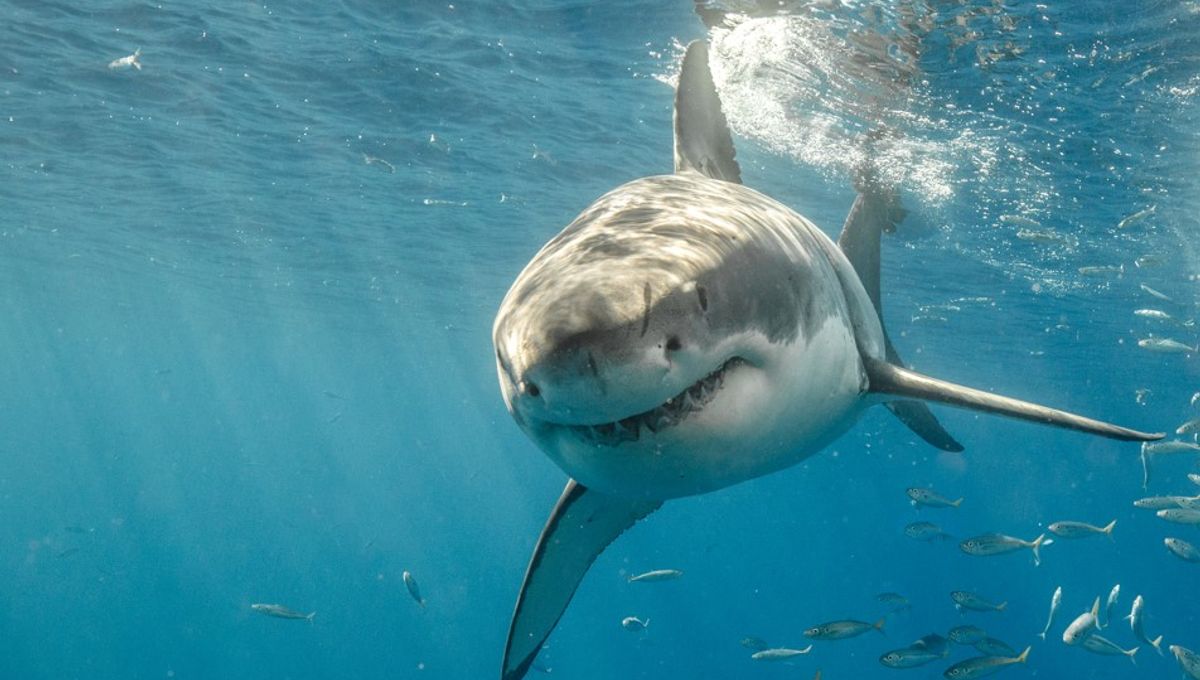 How Do Sharks Smell Blood Underwater? | IFLScience