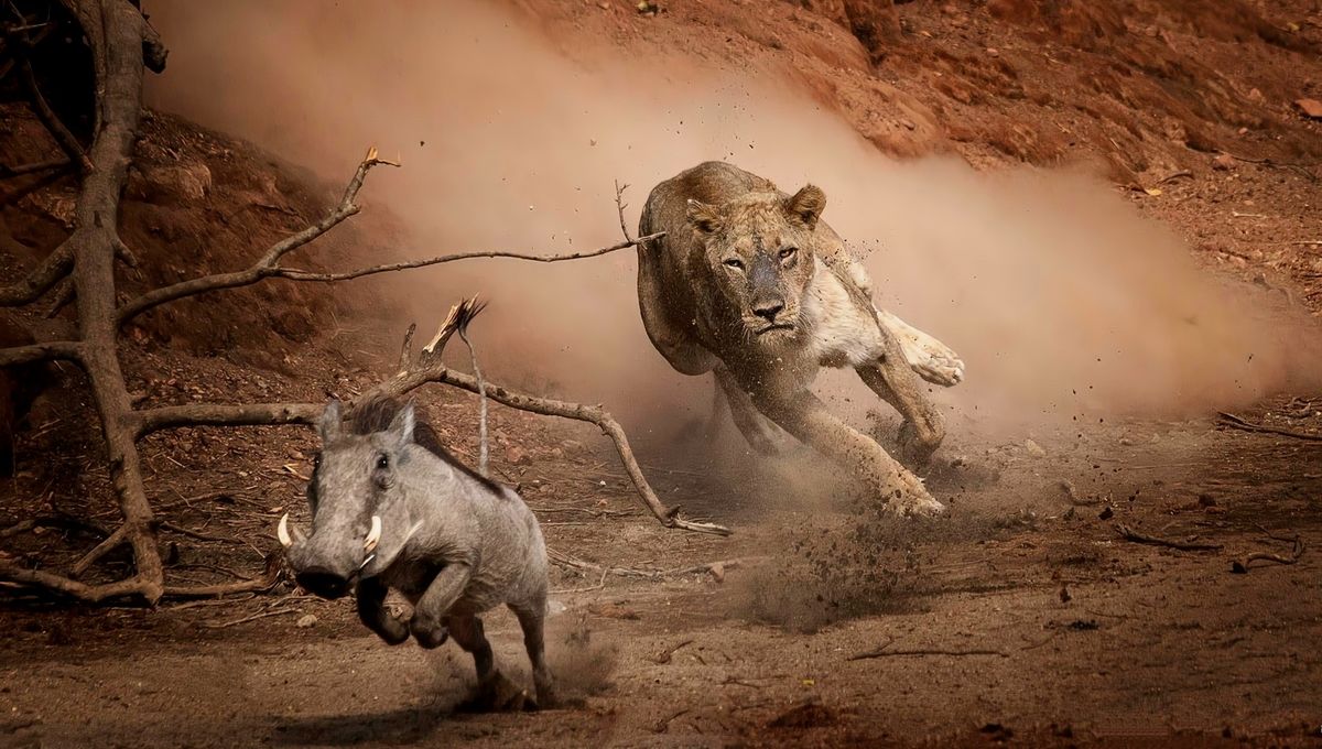 Bear Vs Lions Vs Wolves: Which Land Mammal Is The Most Ferocious ...