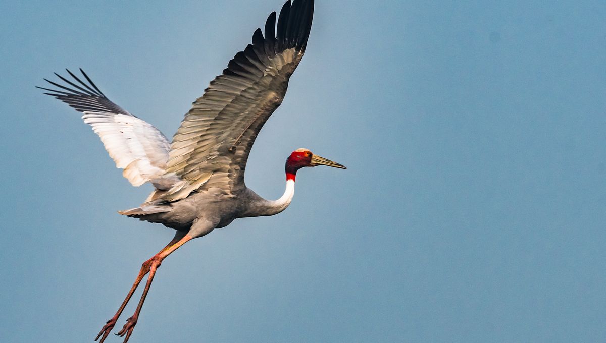 What’s The World’s Tallest Flying Bird? | IFLScience