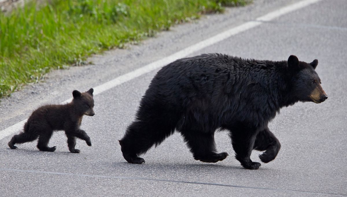 Bear Meat Banquet Leads To Suspected Rare Parasitic Worm Outbreak In US ...