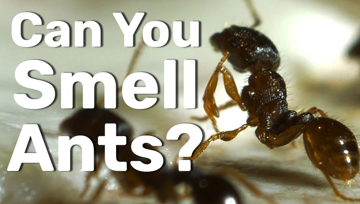 Can People Smell Ants? | Video | IFLScience