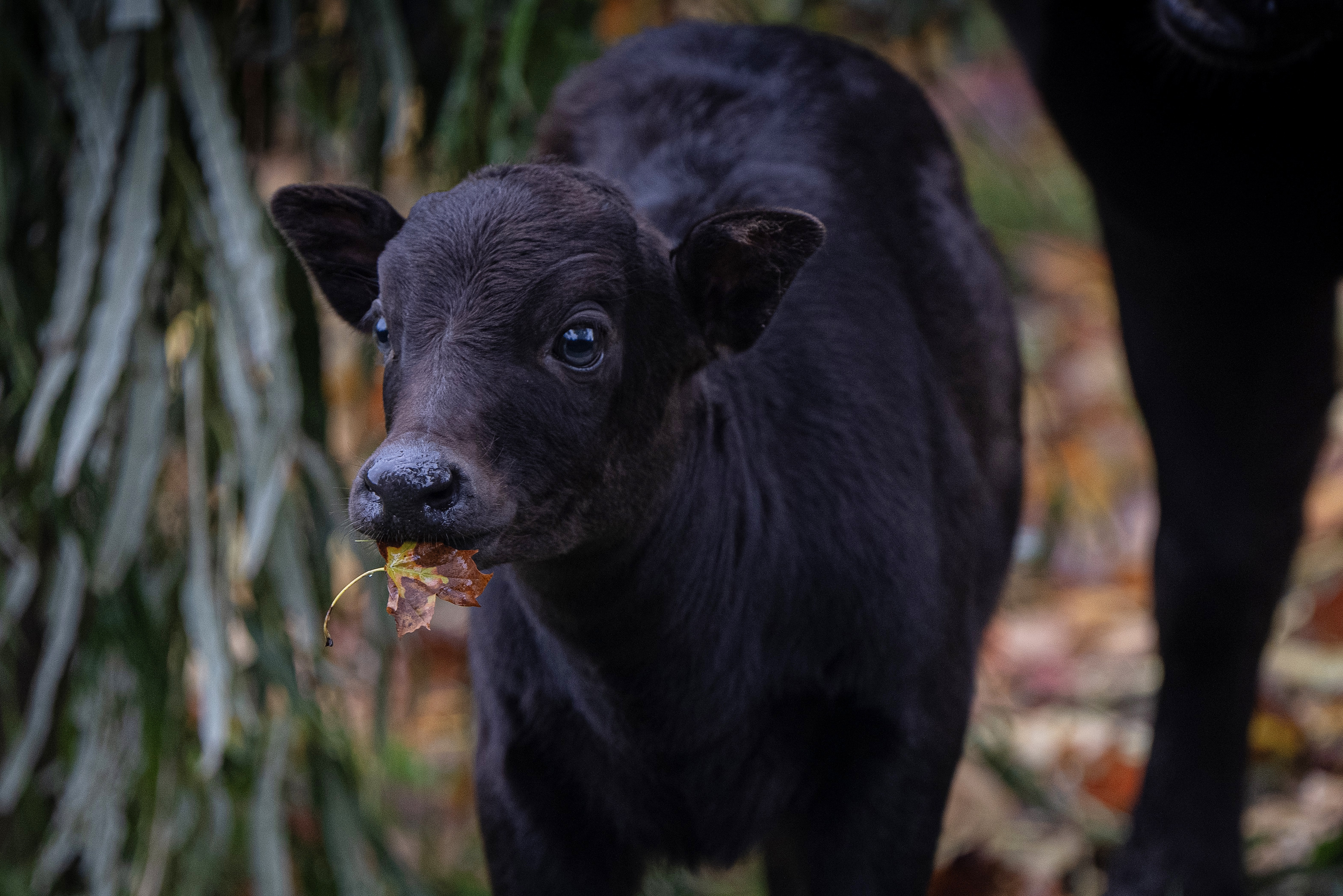 Watch First-Ever Footage Of World’s Smallest Type Of Wild Cattle Giving ...