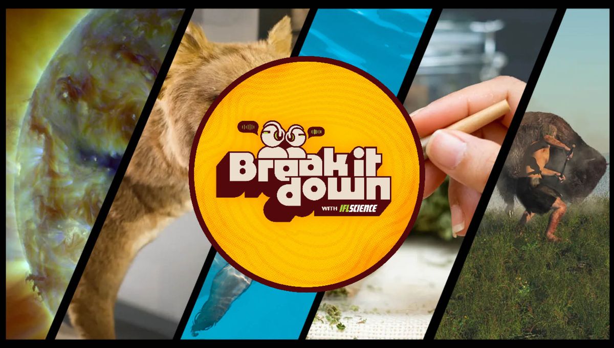 Solar Storm Season, Dolphin Breath, And Resurrecting The Thylacine | IFLScience