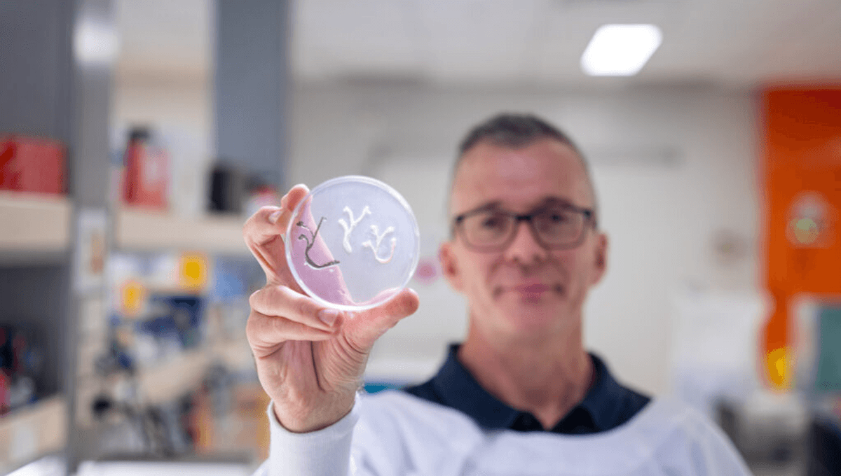 Revolutionary Nasal Nerve Cell "Bridges" For Treating Spinal Injuries ...