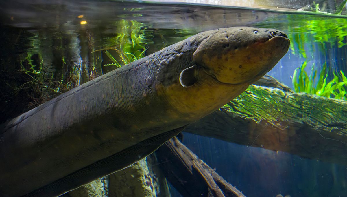 Electric Eels Are 80 Percent Dedicated To Electricity And Poop From ...