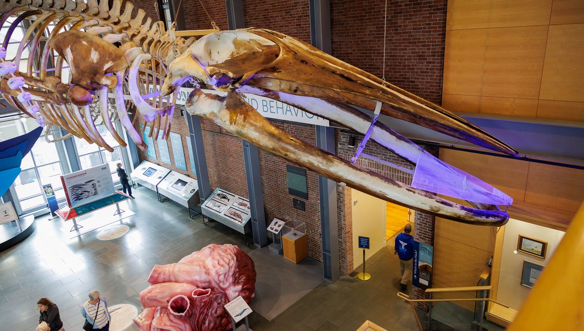 26 Years After It Died, This Blue Whale’s Skeleton Is Still Oozing Oil ...
