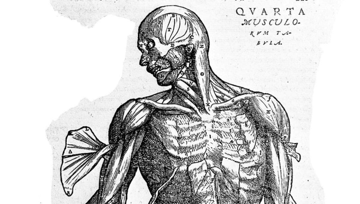 How Many Ribs Do Humans Have? | IFLScience