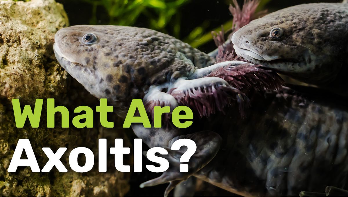 What Are Axolotls? | Video | IFLScience