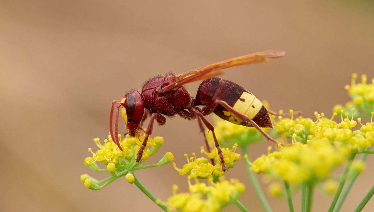 Hardcore Hornets Can Drink Alcohol All Week Without Getting Wasted ...