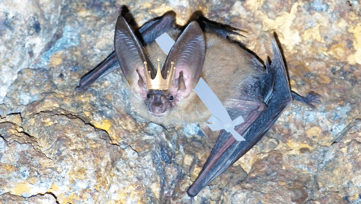Bat Beauty Contest Lets You Decide The Cutest Bat Of Them All | IFLScience